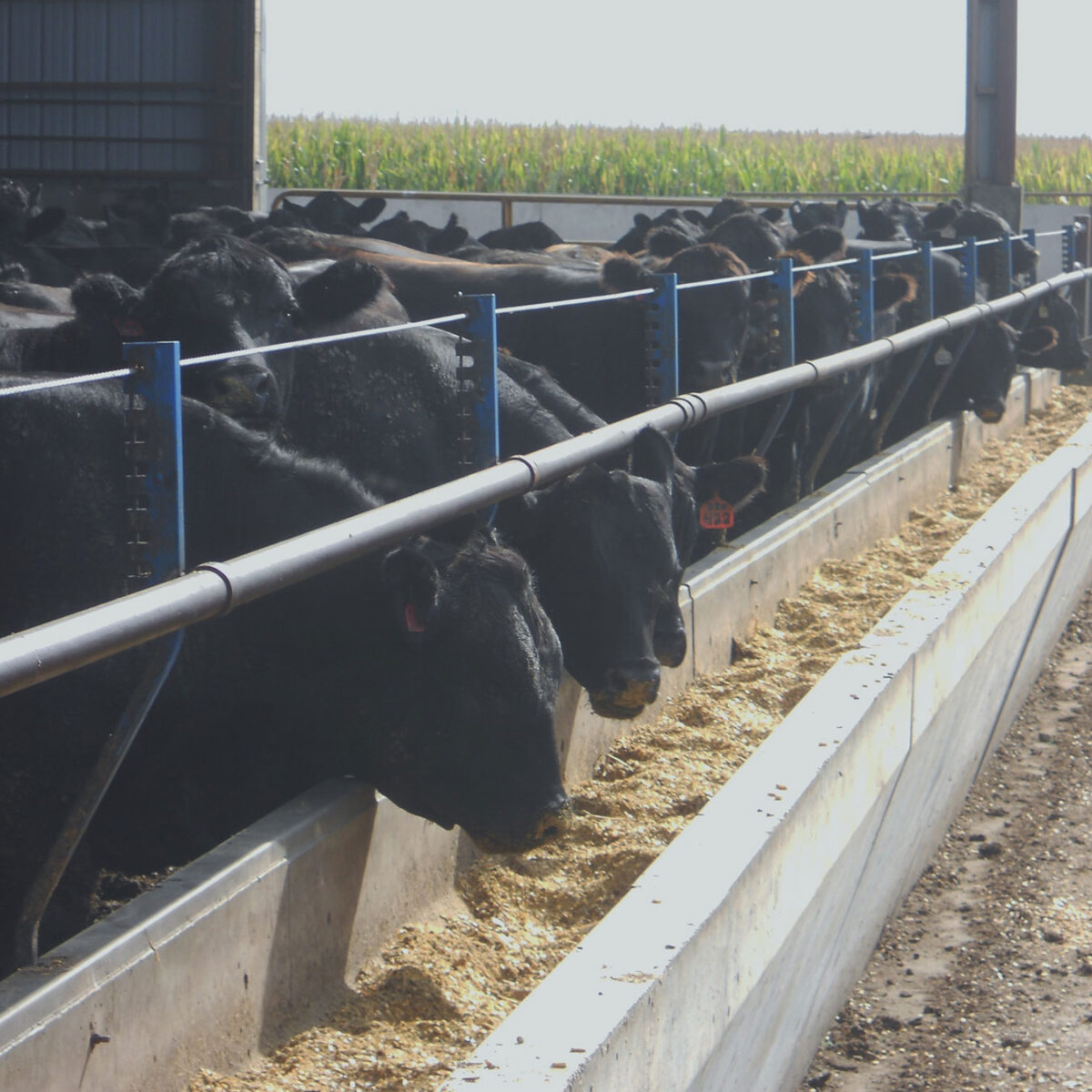 Bed Pack Facilities – Midwest Beef Systems