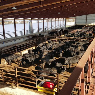 Commodities and Feeding Systems – Midwest Beef Systems